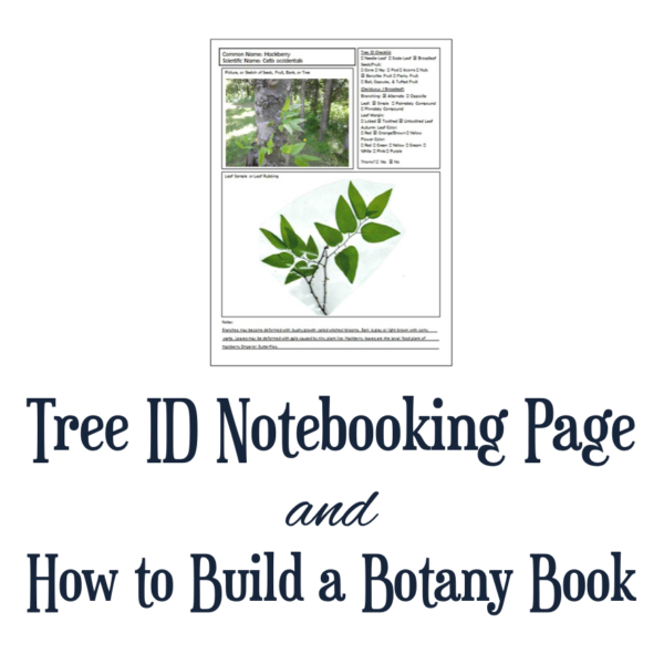 How to Make a Botany Book : Half a Hundred Acre Wood