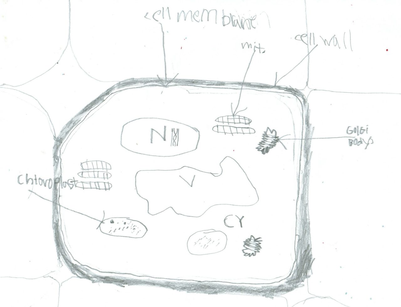 Ancient Greece, Celery, and Cells! : Half a Hundred Acre Wood