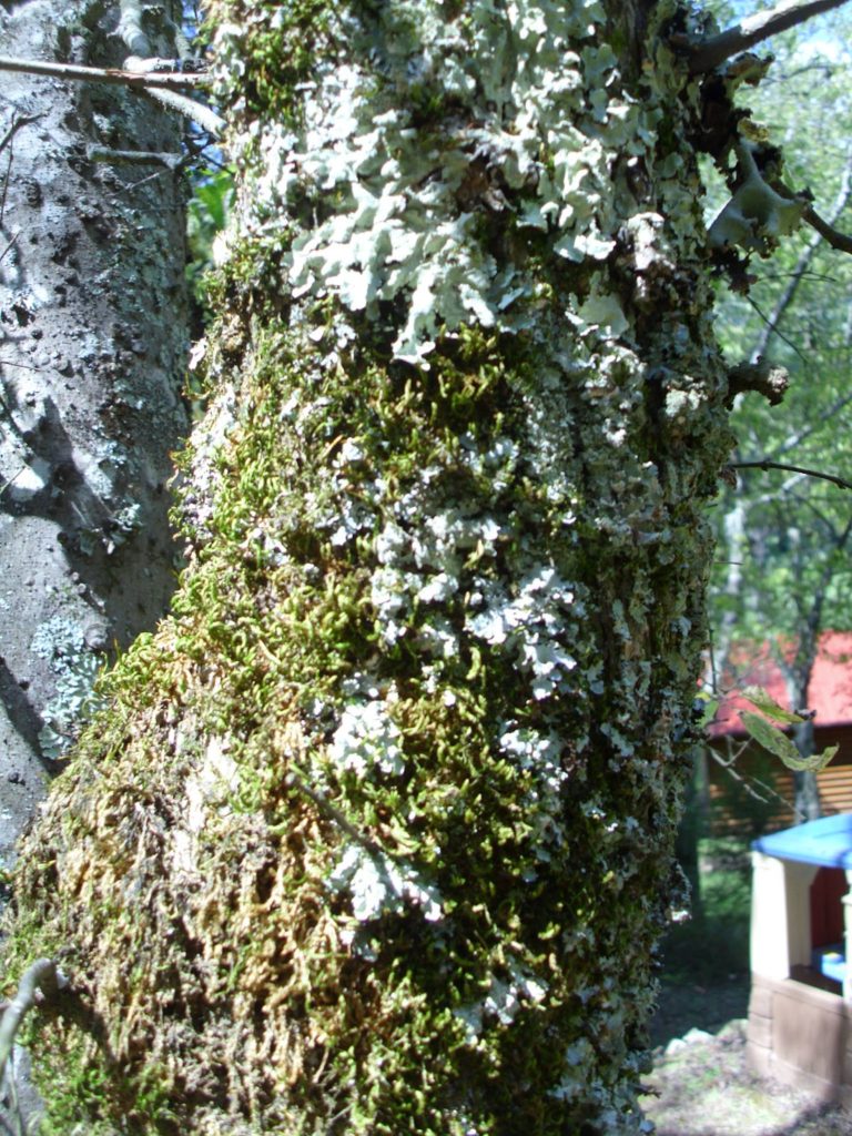 Timelines, Shoe Classification, and My Calendar Craze : Half a Hundred ...