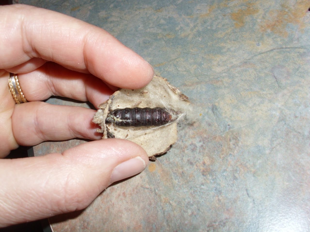 Nature Study: Ewww!!! Evergreen Bagworms! : Half a Hundred Acre Wood