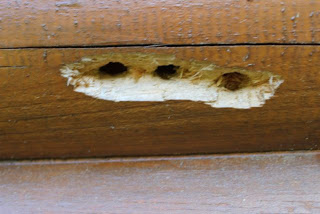 Copywork, Dictation, Narration & Observation: A Beginner's Guide : Half ...