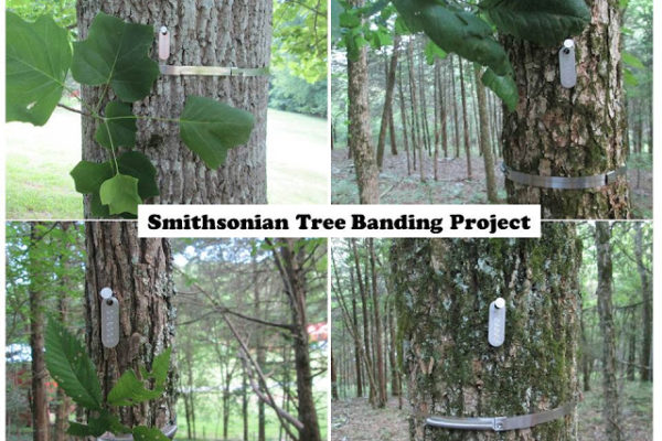 NATURE STUDY Archives : Half a Hundred Acre Wood