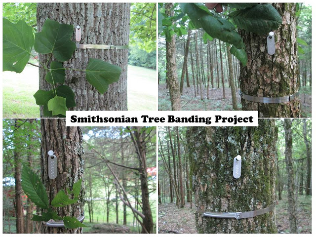 Smithsonian Tree Banding Project : Half a Hundred Acre Wood