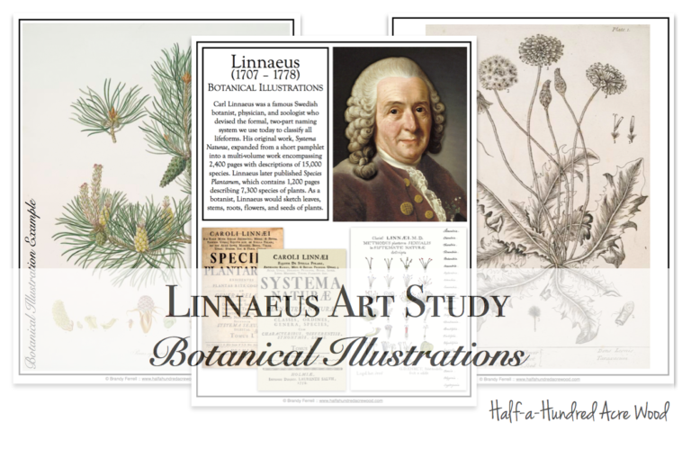 Linnaeus Art Project: Botanical Illustrations : Half a Hundred Acre Wood