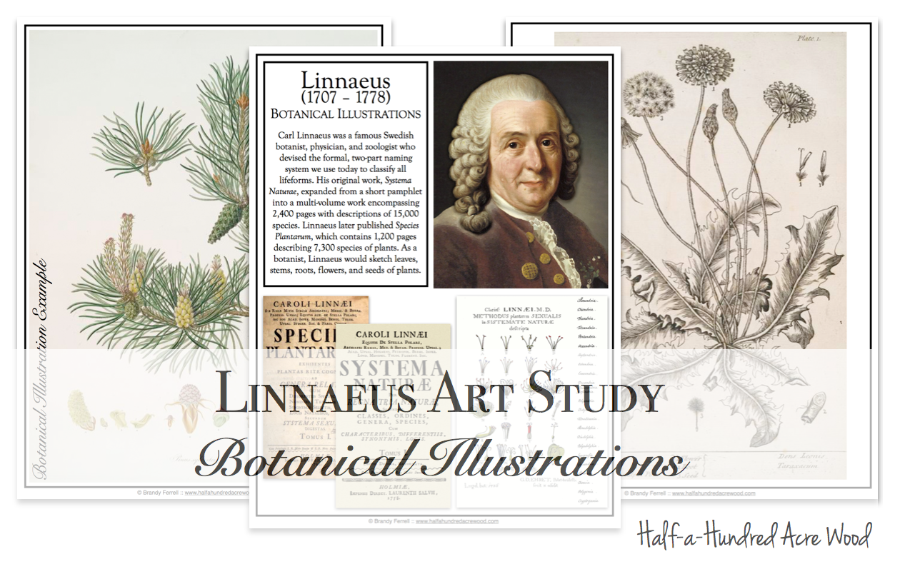 Linnaeus Art Project: Botanical Illustrations : Half a Hundred Acre Wood