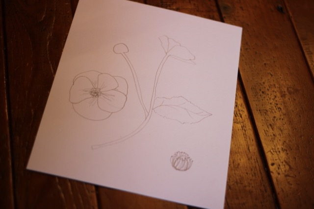 Linnaeus Art Project: Botanical Illustrations : Half a Hundred Acre Wood