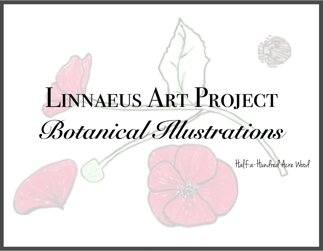 Linnaeus Art Project: Botanical Illustrations : Half a Hundred Acre Wood
